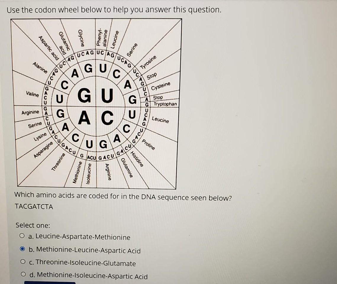 Solved Use the codon wheel below to help you answer this | Chegg.com