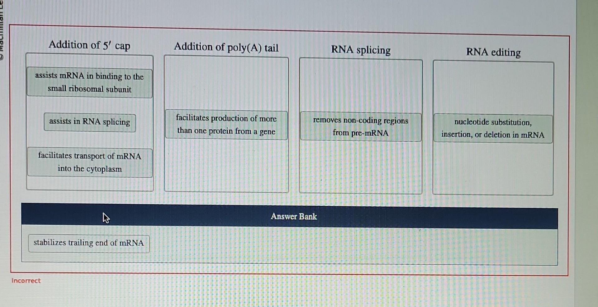 Solved RNA editing Answer Bank stabilizes trailing end of | Chegg.com