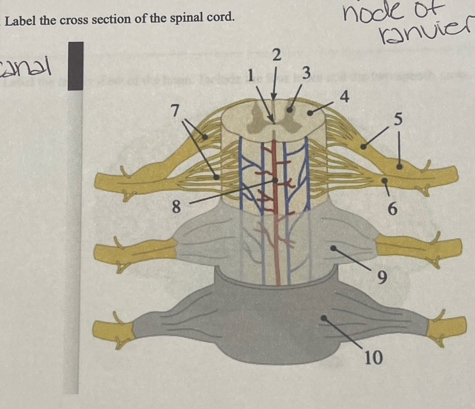 Solved Label the cross section of the spinal cord. | Chegg.com