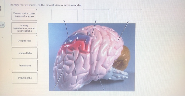 Solved Identify the structures on this lateral view of a | Chegg.com