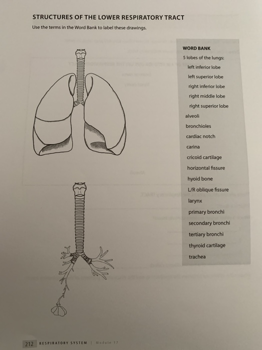 Solved STRUCTURES OF THE LOWER RESPIRATORY TRACT Use the | Chegg.com