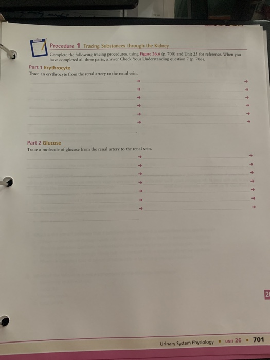 Procedure 1 Tracing Substances through the Kidney | Chegg.com