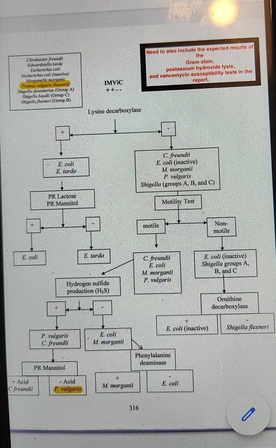 to You have been assigned Proteus vulgaris for the | Chegg.com