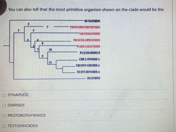 Solved . You can also tell that the most primitive organism | Chegg.com