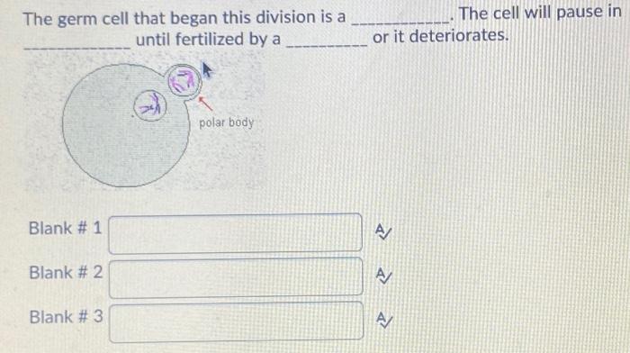 Solved the germ cell that began this division is a ___?___ . | Chegg.com