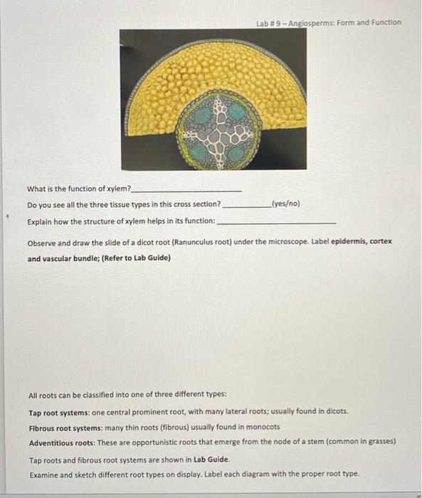 Solved Lab # 9-Angiosperms: Form and Function Lab #9 - | Chegg.com