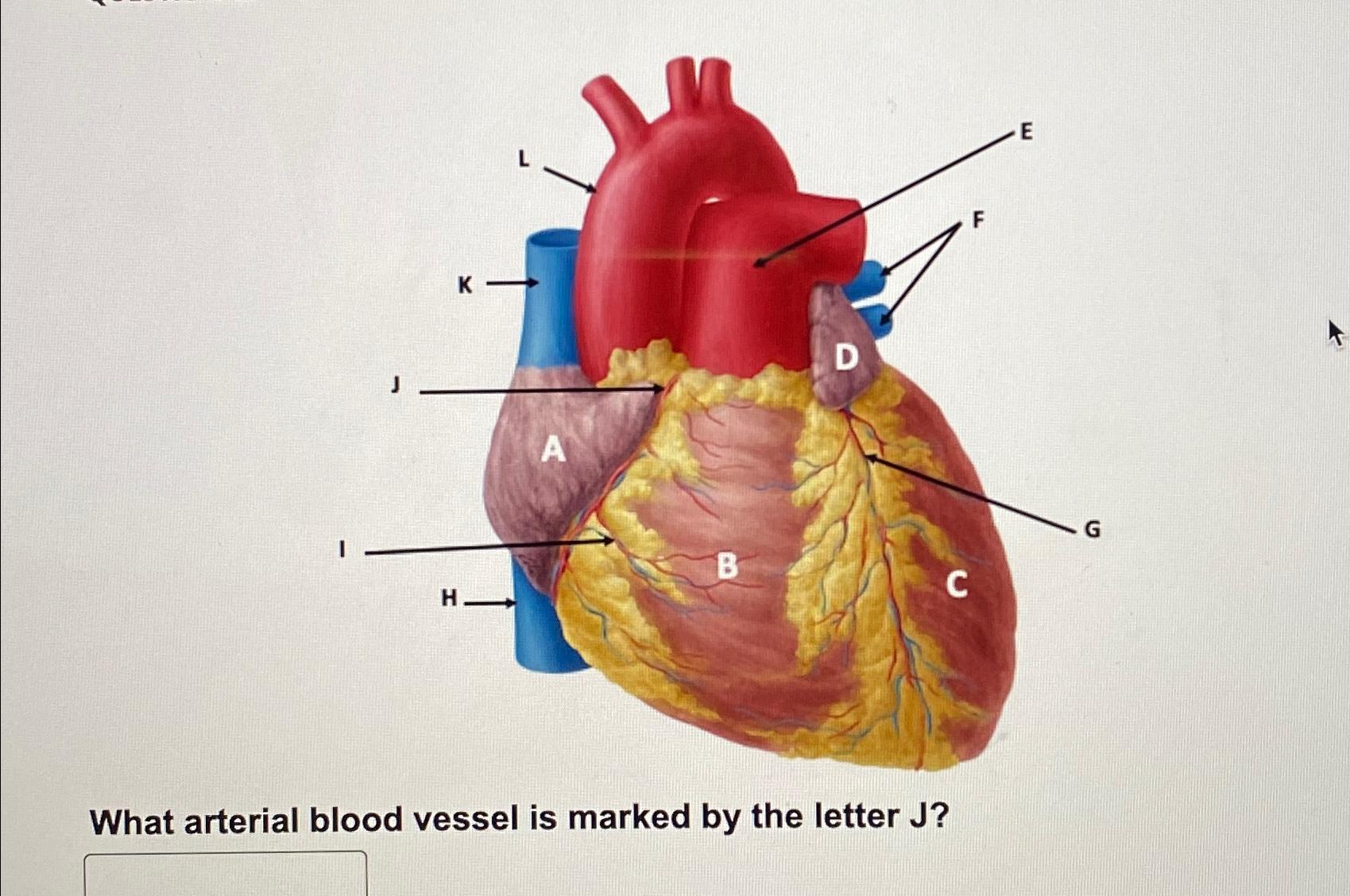 Solved What arterial blood vessel is marked by the letter | Chegg.com