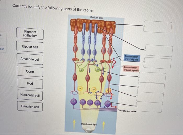 Solved Correctly identify the following parts of the retina. | Chegg.com