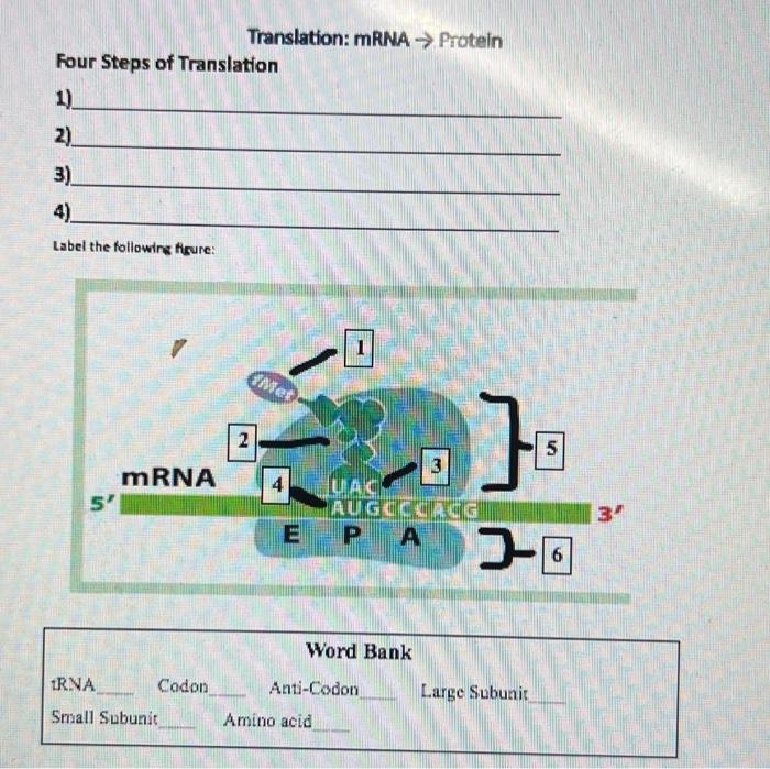 Solved Translation: mRNA → Protein Four Steps of Translation | Chegg.com
