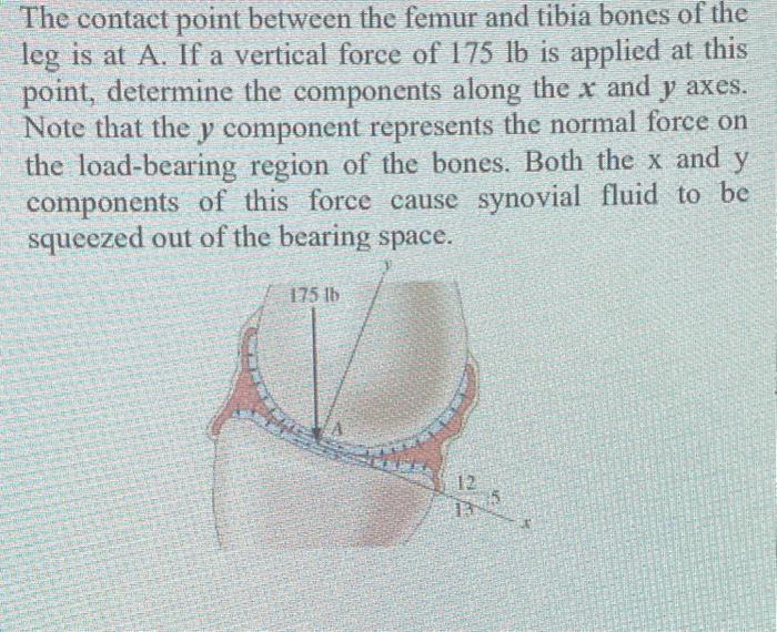 Solved The Contact Point Between The Femur And Tibia Bones