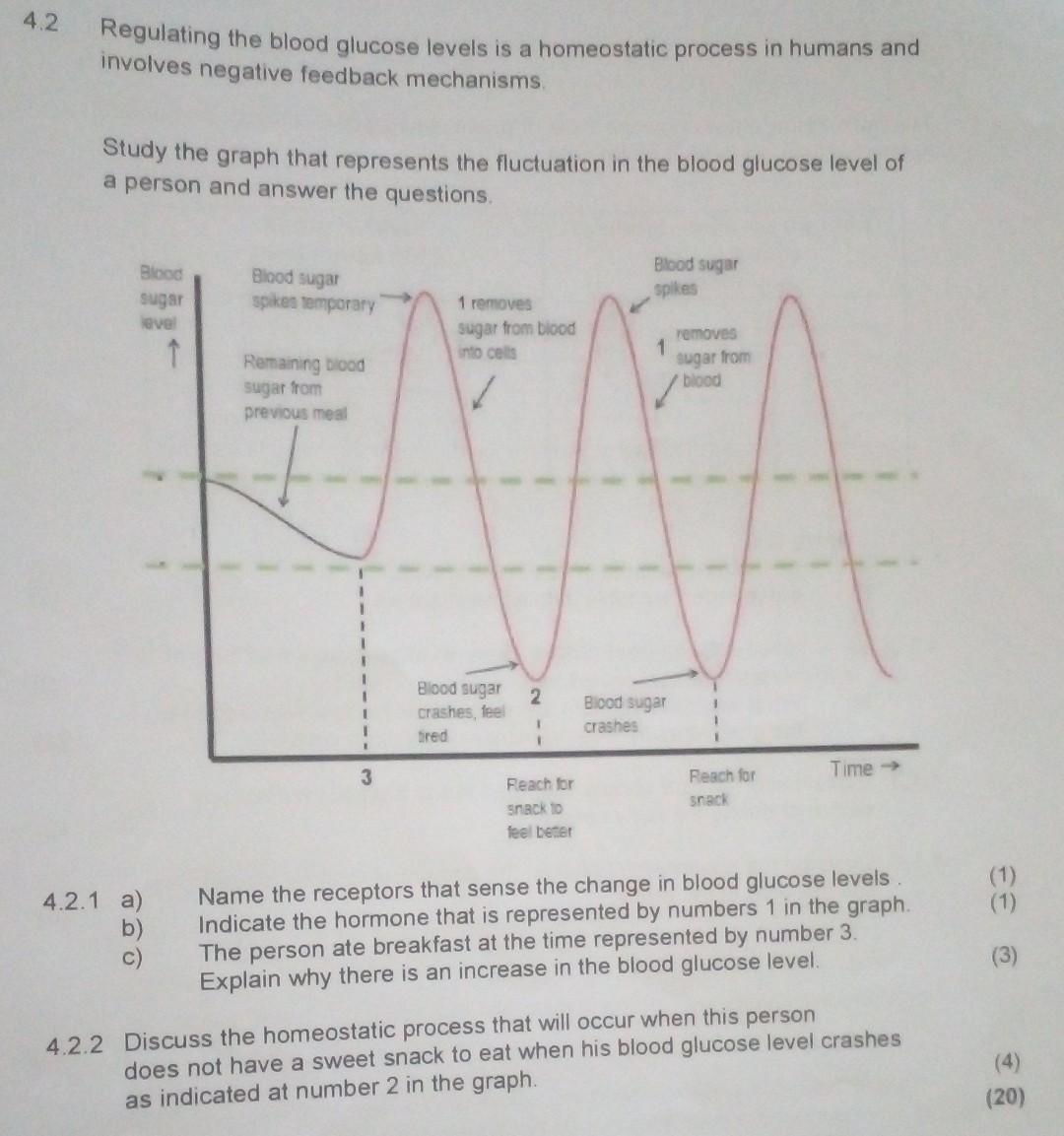 Solved 2 Regulating the blood glucose levels is a | Chegg.com