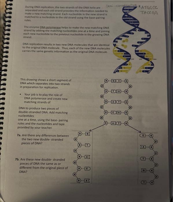During ONA replication, the two strands of the ONA | Chegg.com