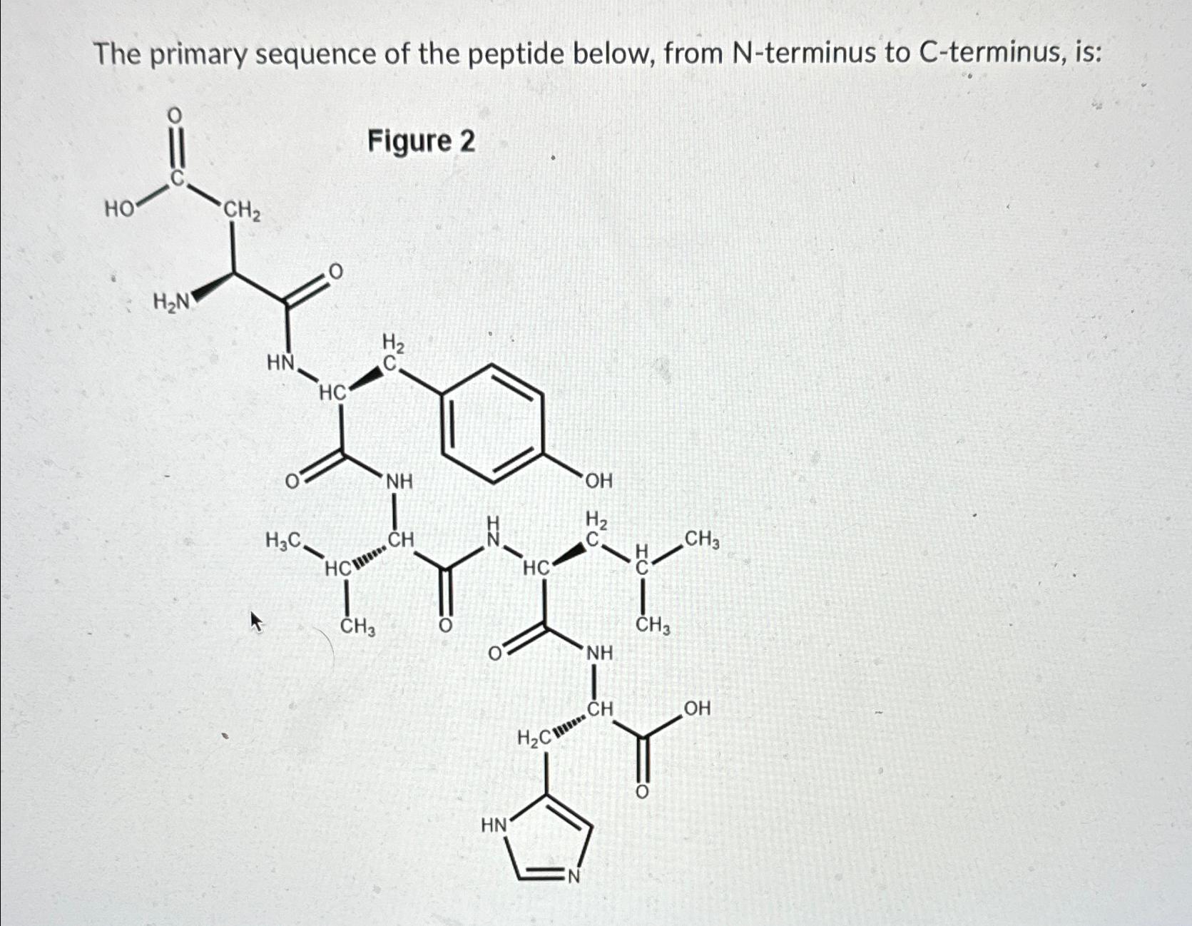 Solved The primary sequence of the peptide below, from | Chegg.com