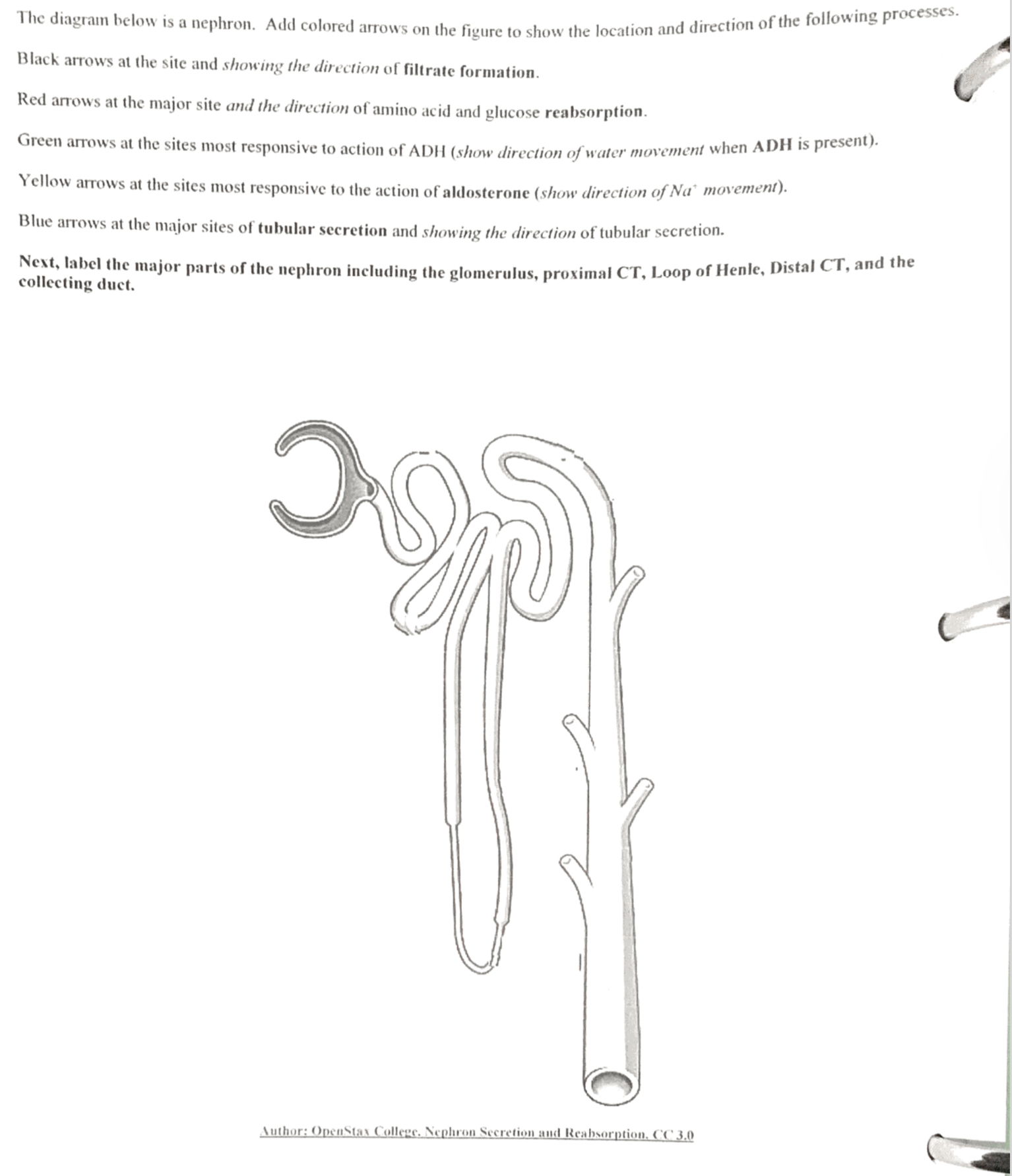Solved The diagram below is a nephron. Add colored arrows on | Chegg.com