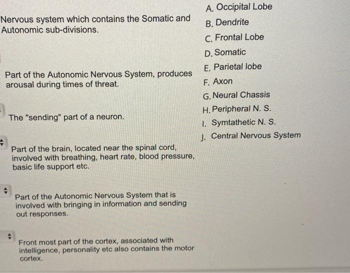 Solved Nervous system which contains the Somatic and A. | Chegg.com