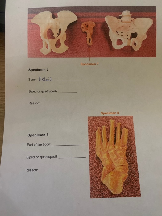 Solved Specimen 7 Specimen 7 Bone: Pelvis Biped or | Chegg.com