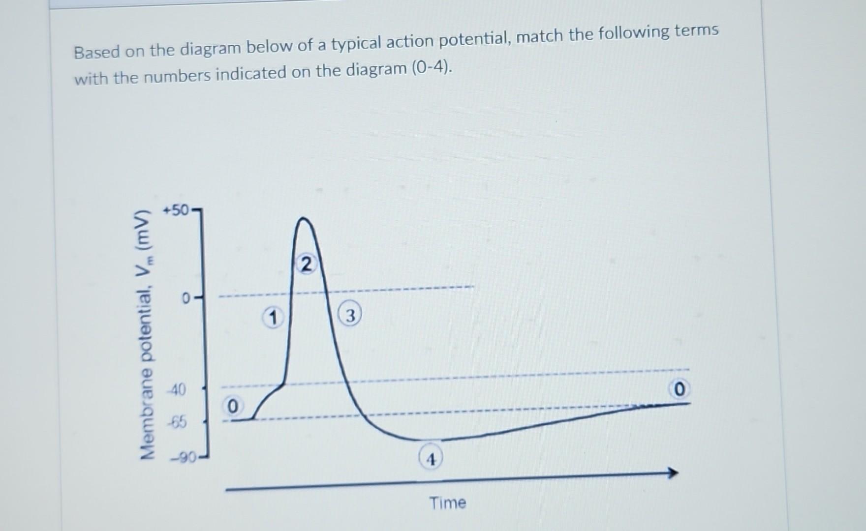 Based on the diagram below of a typical action | Chegg.com