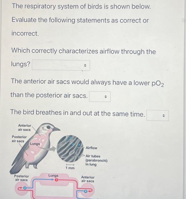 Solved The respiratory system of birds is shown below. | Chegg.com