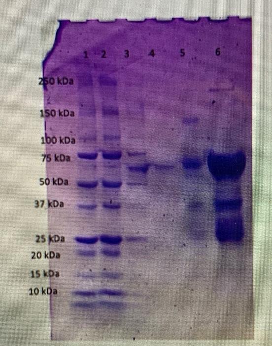 Solved 1 2 3 4 5 250 kDa 150 kDa 160 kDa 75 kDa So kDa 37 | Chegg.com