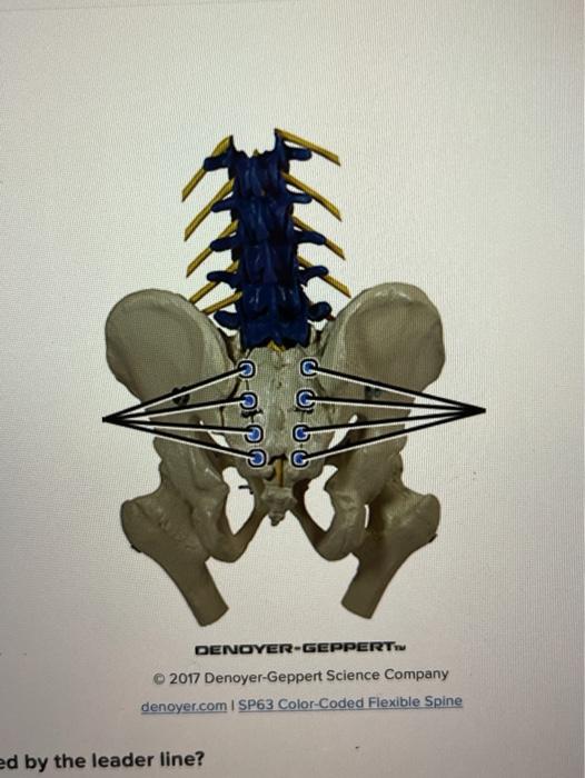 Solved Which structure is highlighted and indicated by the | Chegg.com