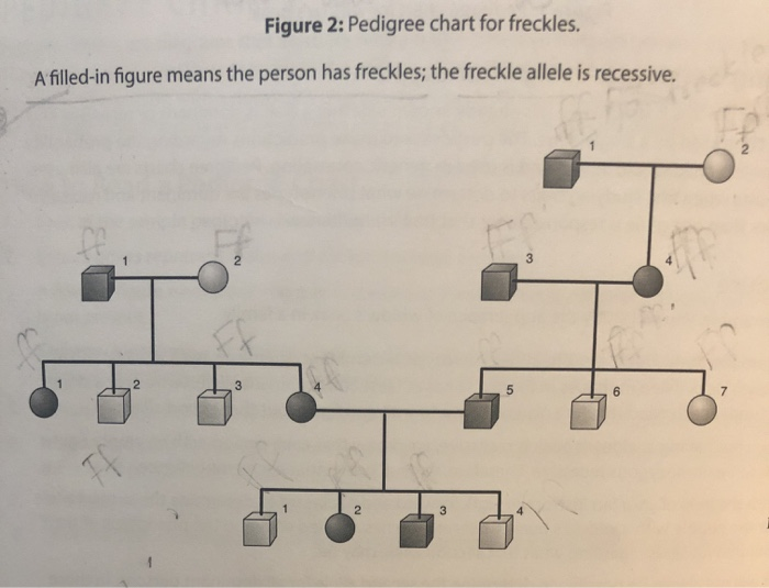 Solved Figure 2: Pedigree chart for freckles A filled-in | Chegg.com