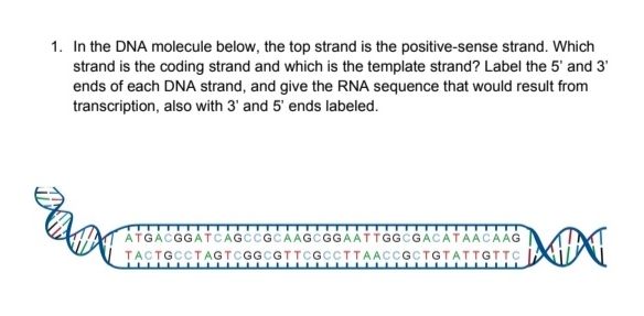 Solved In the DNA molecule below, the top strand is the | Chegg.com