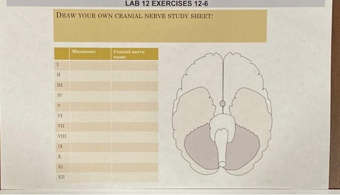 Solved LAB 12 EXERCISES 12-6 DRAW YOUR OWN CRANIAL NERVE | Chegg.com