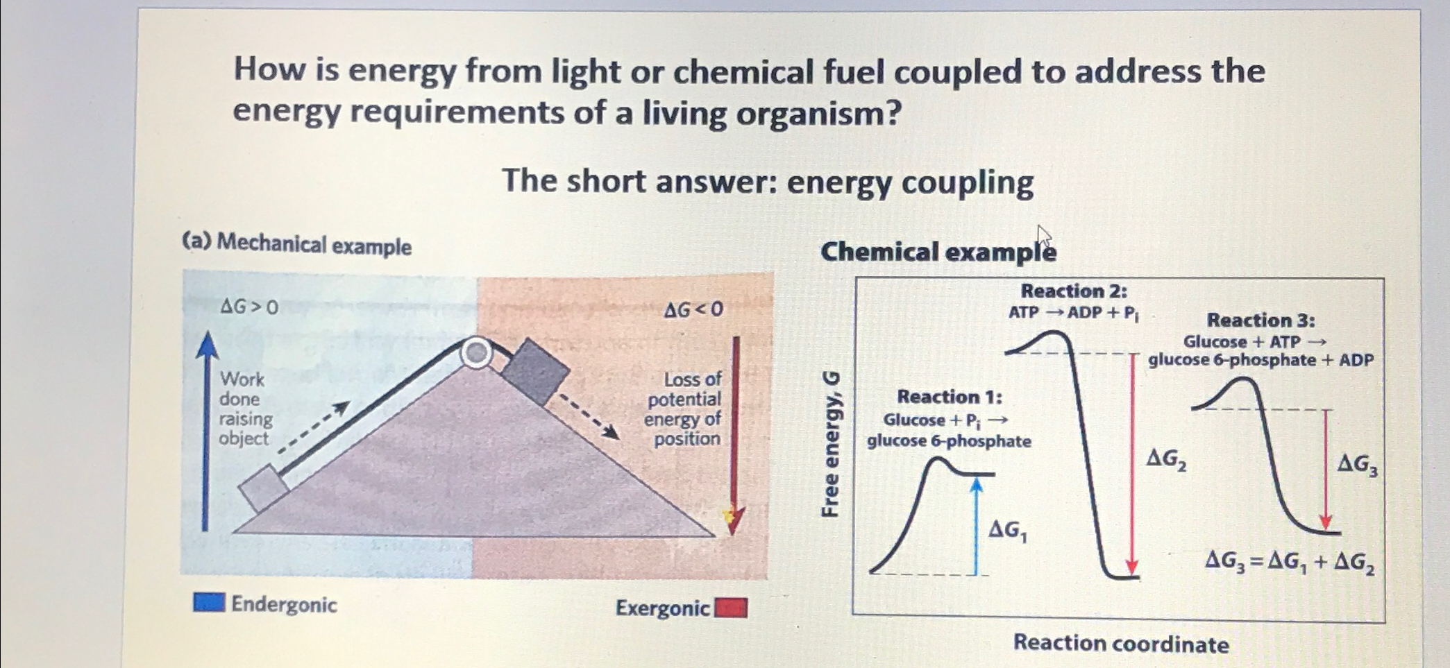 Solved How is energy from light or chemical fuel coupled to | Chegg.com
