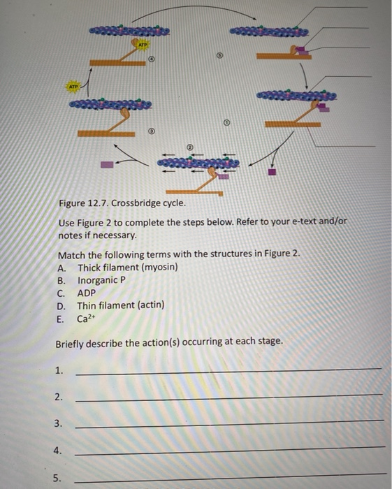 Solved ATP Figure 12.7. Crossbridge cycle. Use Figure 2 to | Chegg.com