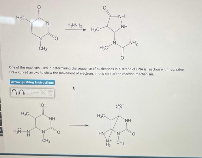 Solved H3C -NH NH H2NNH2 NH H3C N 1 CH3 N NH2 H3C One of the | Chegg.com