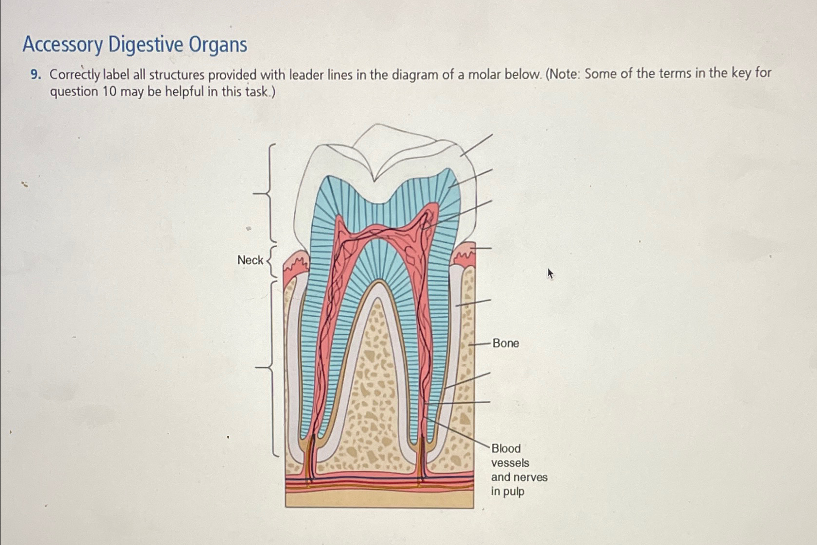 Solved Accessory Digestive Organs9. ﻿Correctly label all | Chegg.com