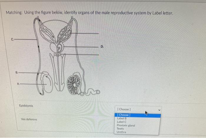 Solved Matching: Using the figure below, identify organs of | Chegg.com