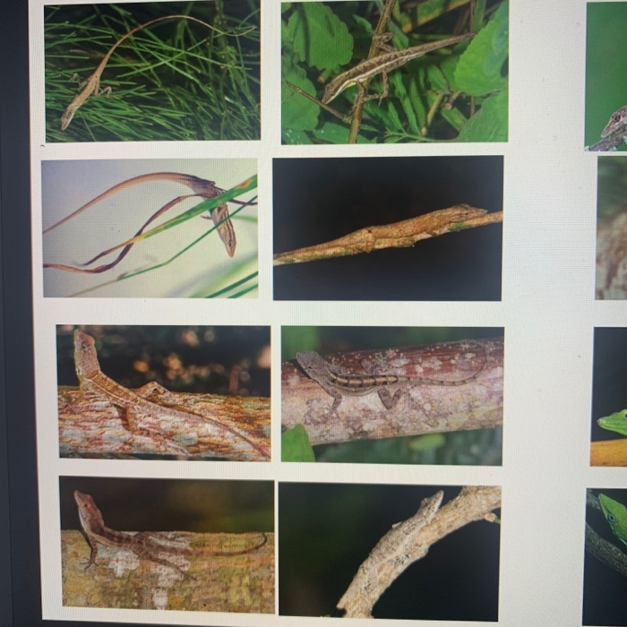 Solved 3. choose one ecomorph and explain how the | Chegg.com