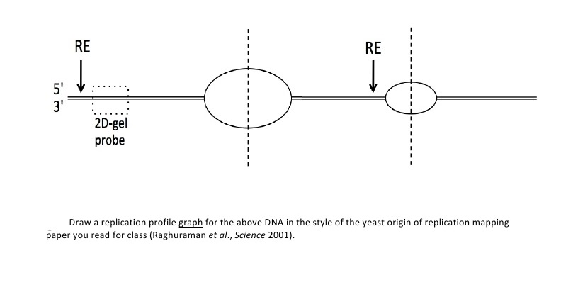 Solved Draw a graph profile Draw a replication profile graph | Chegg.com