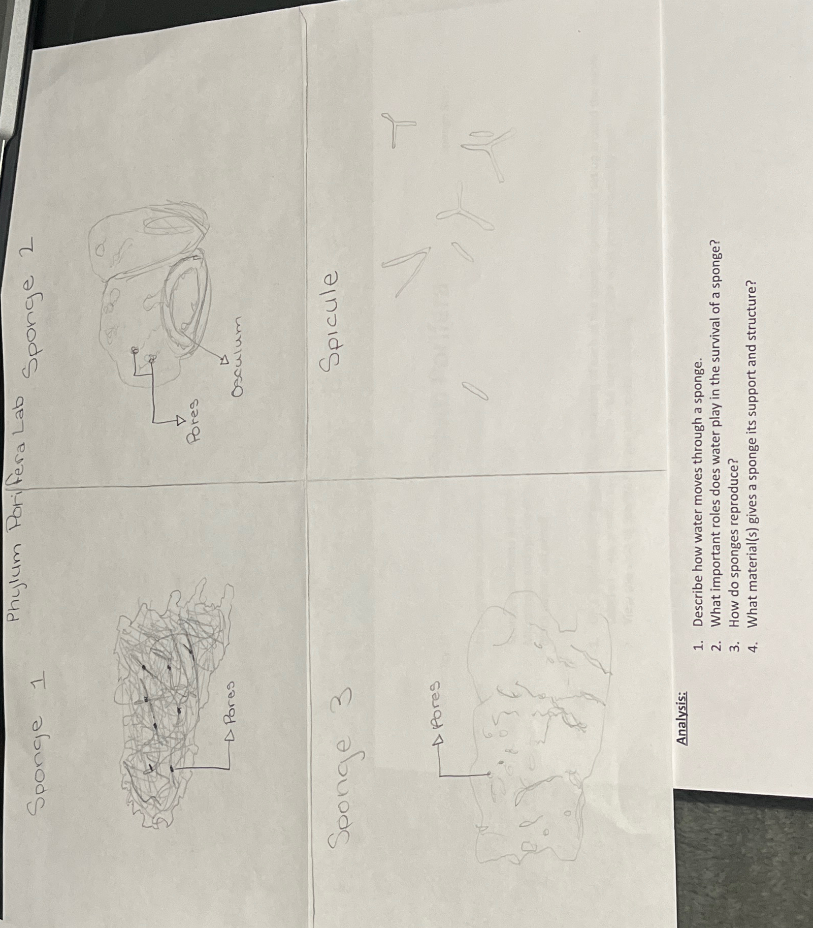 Solved Phylum Porifera LabSponge 1Sponge 2SpiculeSponge | Chegg.com