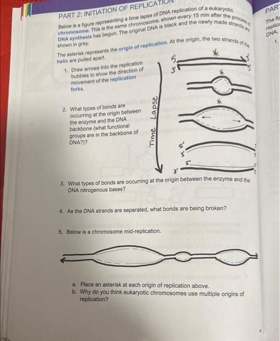 Solved PART 2: INITIATION OF REPL Below is a figure | Chegg.com