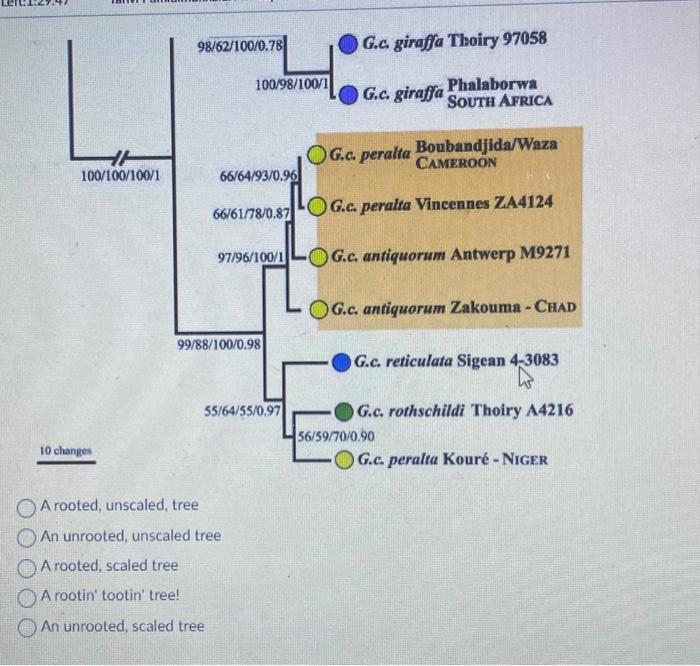 Solved What kind of phylogenetic tree is depicted below: An | Chegg.com