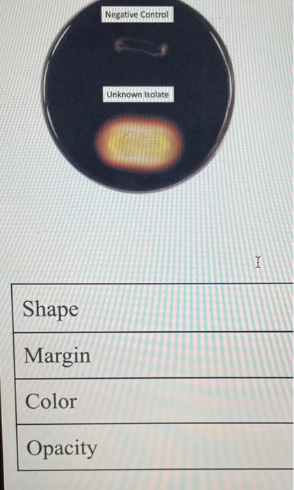 Solved Negative Control Unknown Isolate Shape Margin Color | Chegg.com