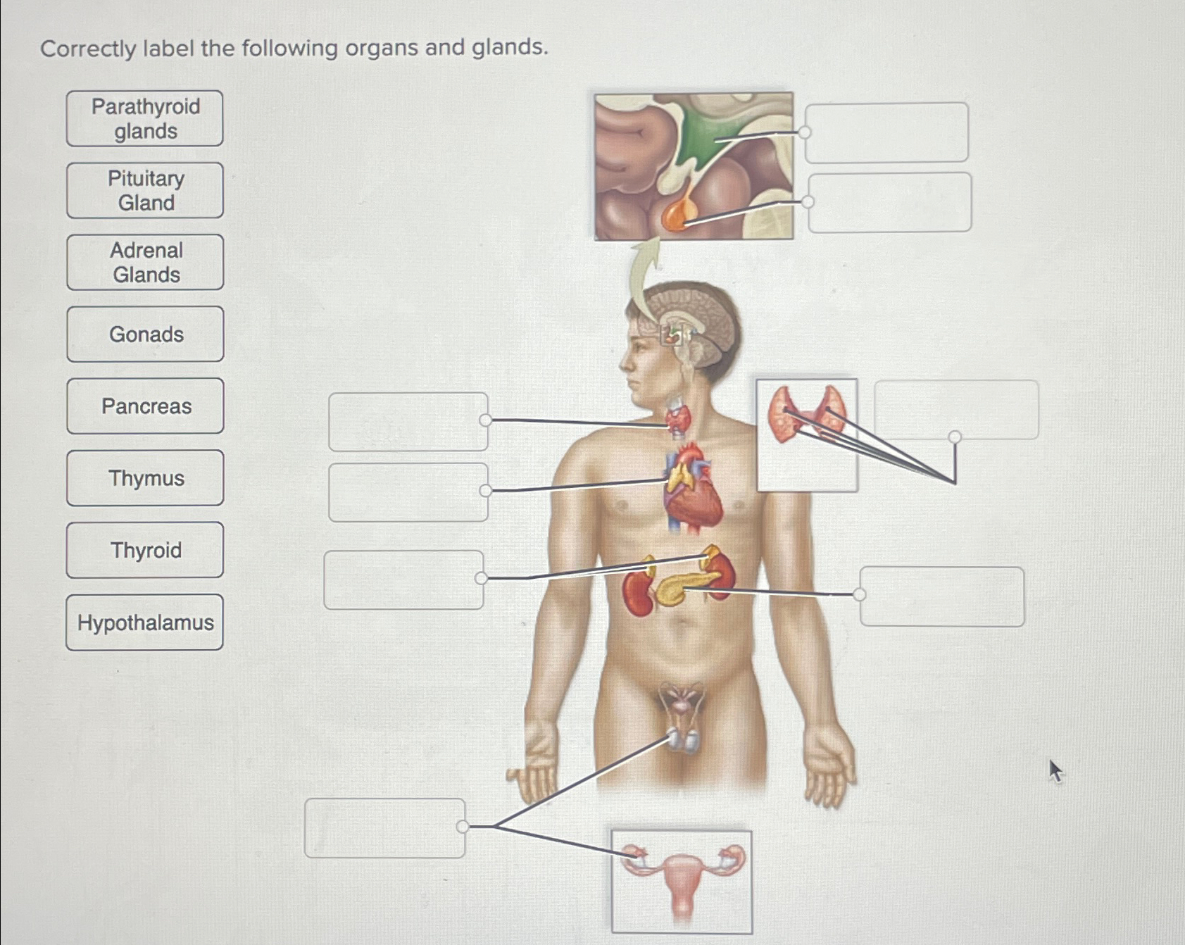 Solved Correctly label the following organs and glands. | Chegg.com