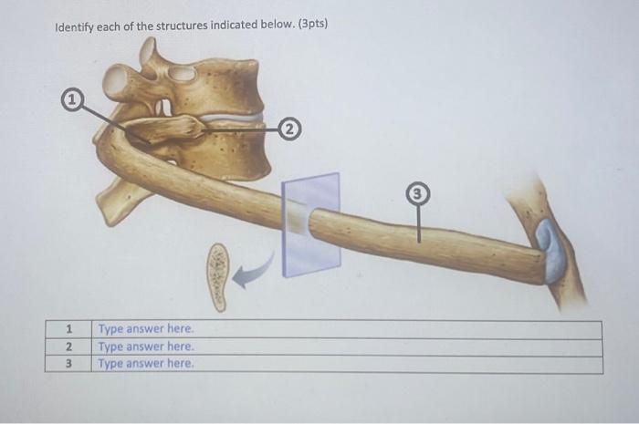 Identify each of the structures indicated below. | Chegg.com