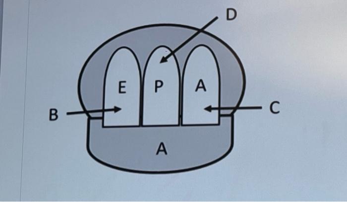 Solved Use the ribosome drawing to answer:The next codon to | Chegg.com