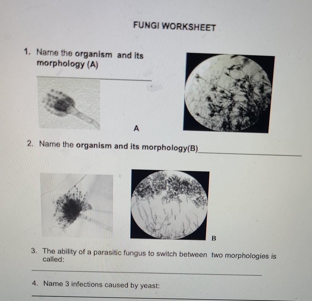 Solved FUNGI WORKSHEET 1. Name the organism and its | Chegg.com