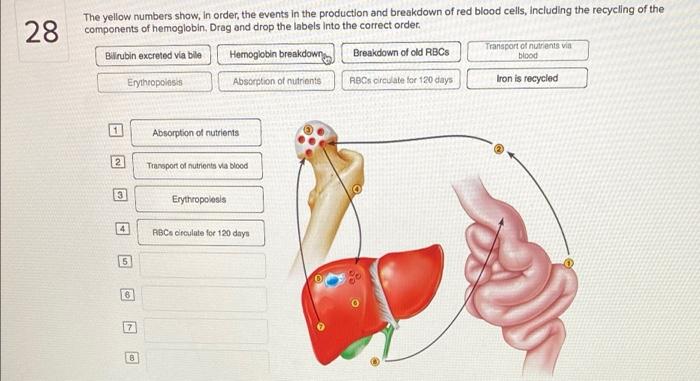 [Solved]: 28 The yellow numbers show, in order, the events