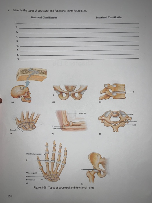 Solved 2 Identify The Types Of Structural And Functional