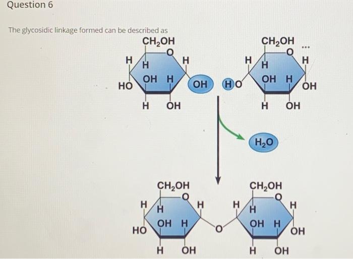 Solved The glycosidic linkage formed alpha 1,4 alpha 1,3 | Chegg.com