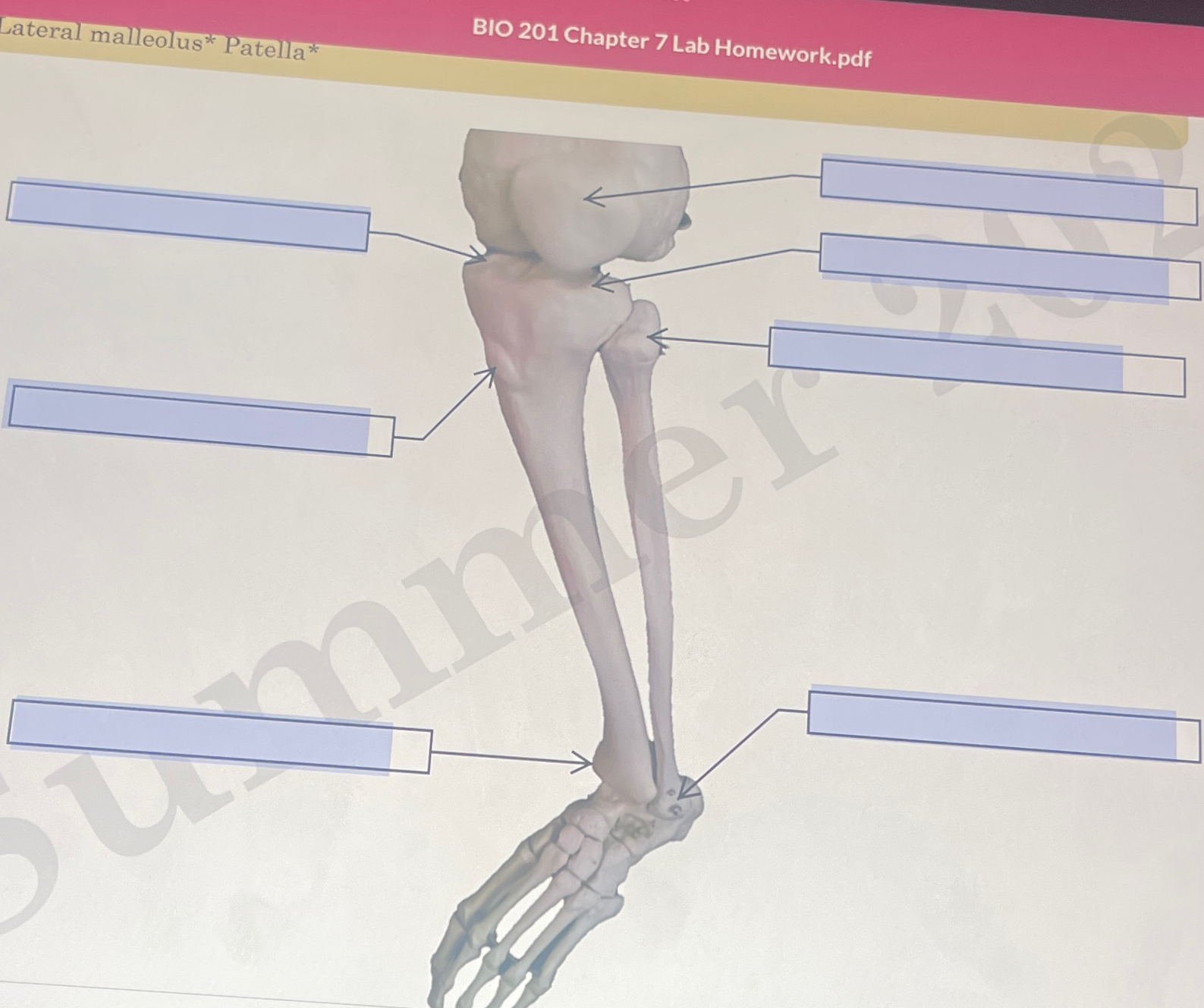 Solved Lateral malleolus* ﻿Patella*BIO 201 ﻿Chapter 7 ﻿Lab | Chegg.com