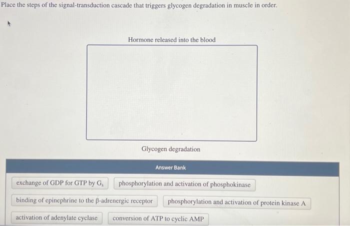 Solved lace the steps of the signal-transduction cascade | Chegg.com