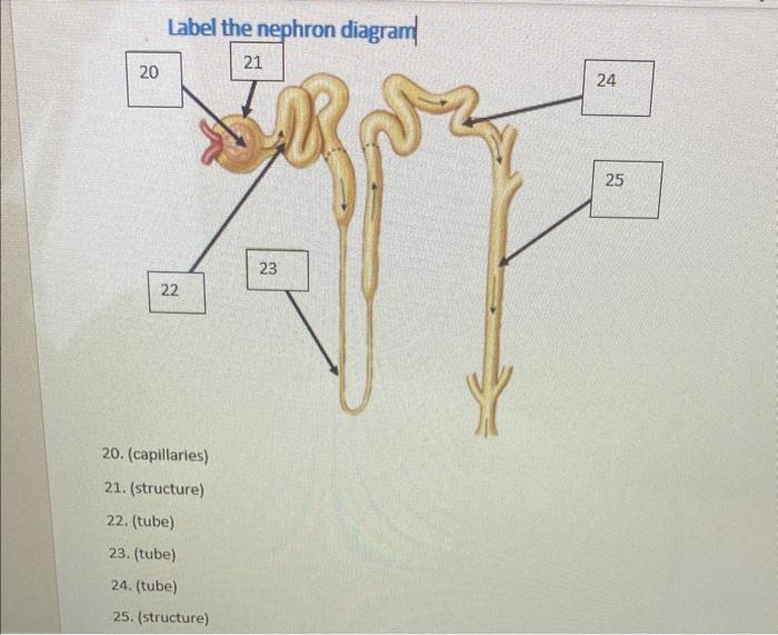 Solved 4. Major calyx 5. renal cortex Kidney Model | Chegg.com