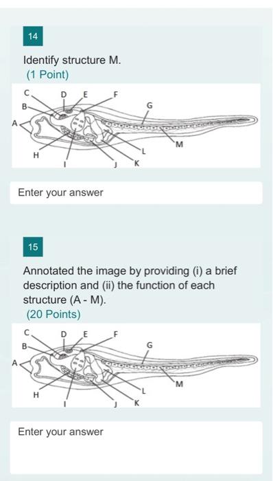 Solved Identify structure G. (1 Point)Identify structure K. | Chegg.com