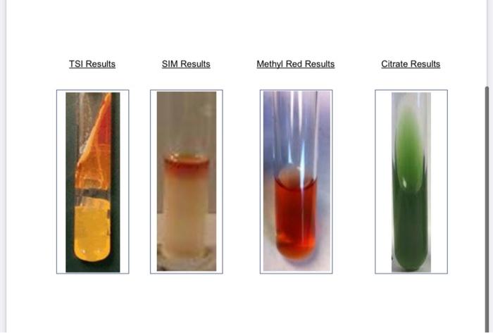 Solved TSI Results SIM Results Methyl Red Results Citrate | Chegg.com